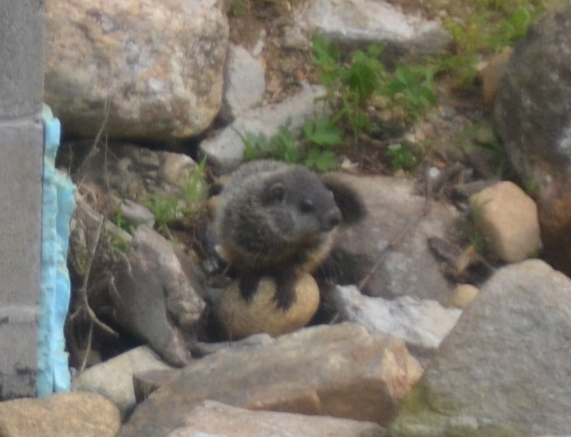 Woods Walks and Wildlife: A family of fat things