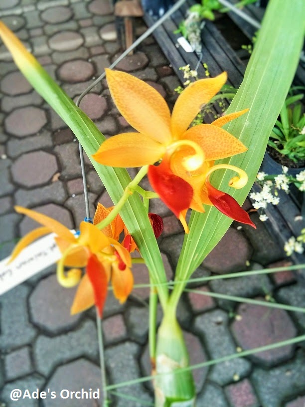 Ade's Orchid: Cycnodes Taiwan Gold var. orange