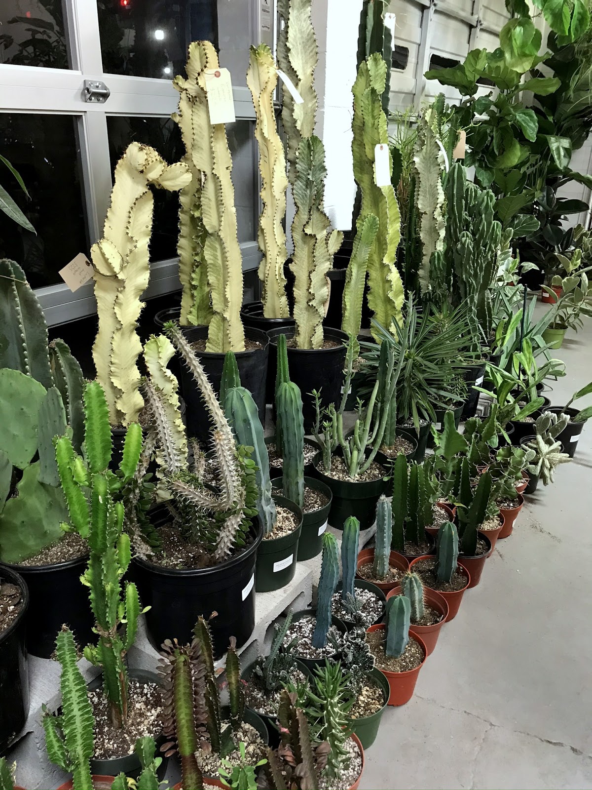 danger garden: Visiting Arium Botanicals, in Portland