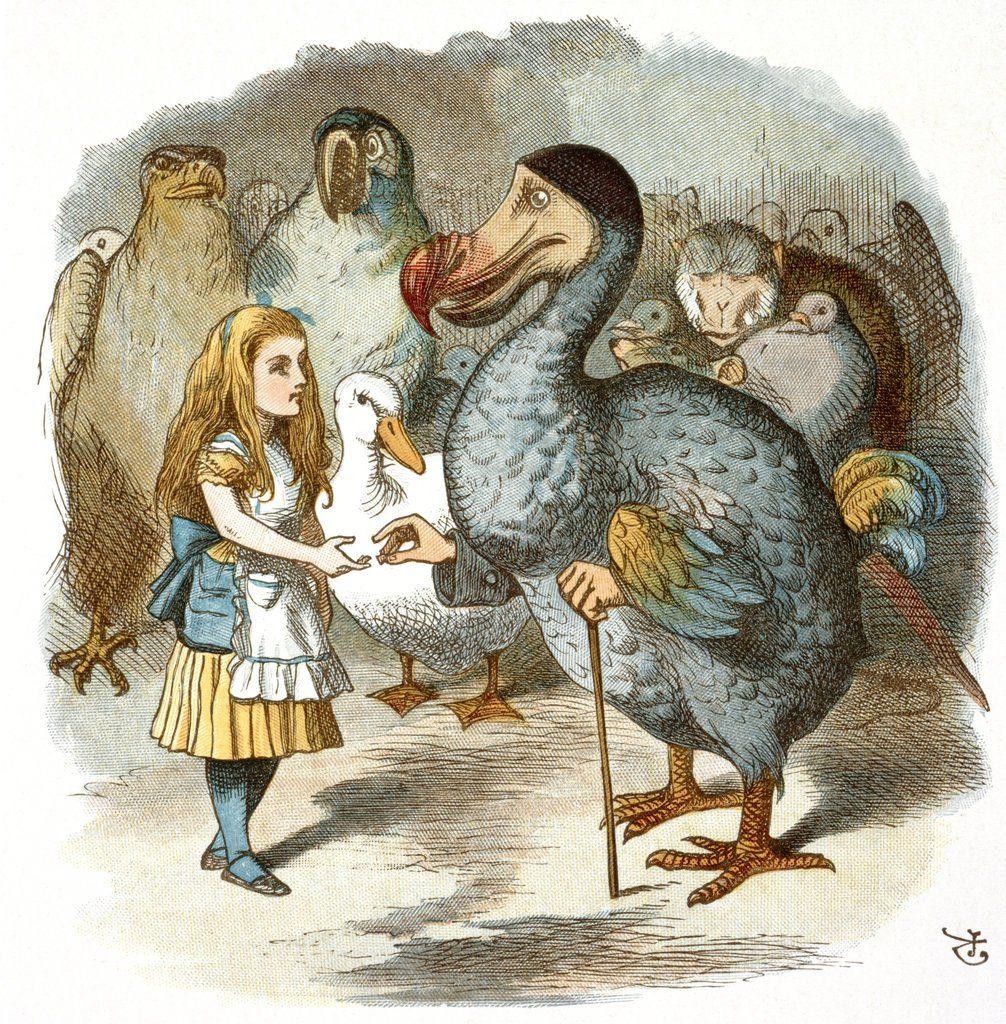 У тёти Сони: Дронты (лат. Raphidae)