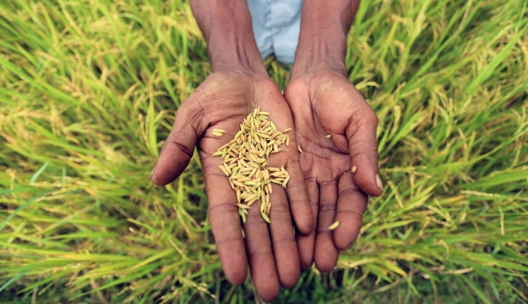 beautiful BANGLADESH from inside and outside: Rice Varieties in ...