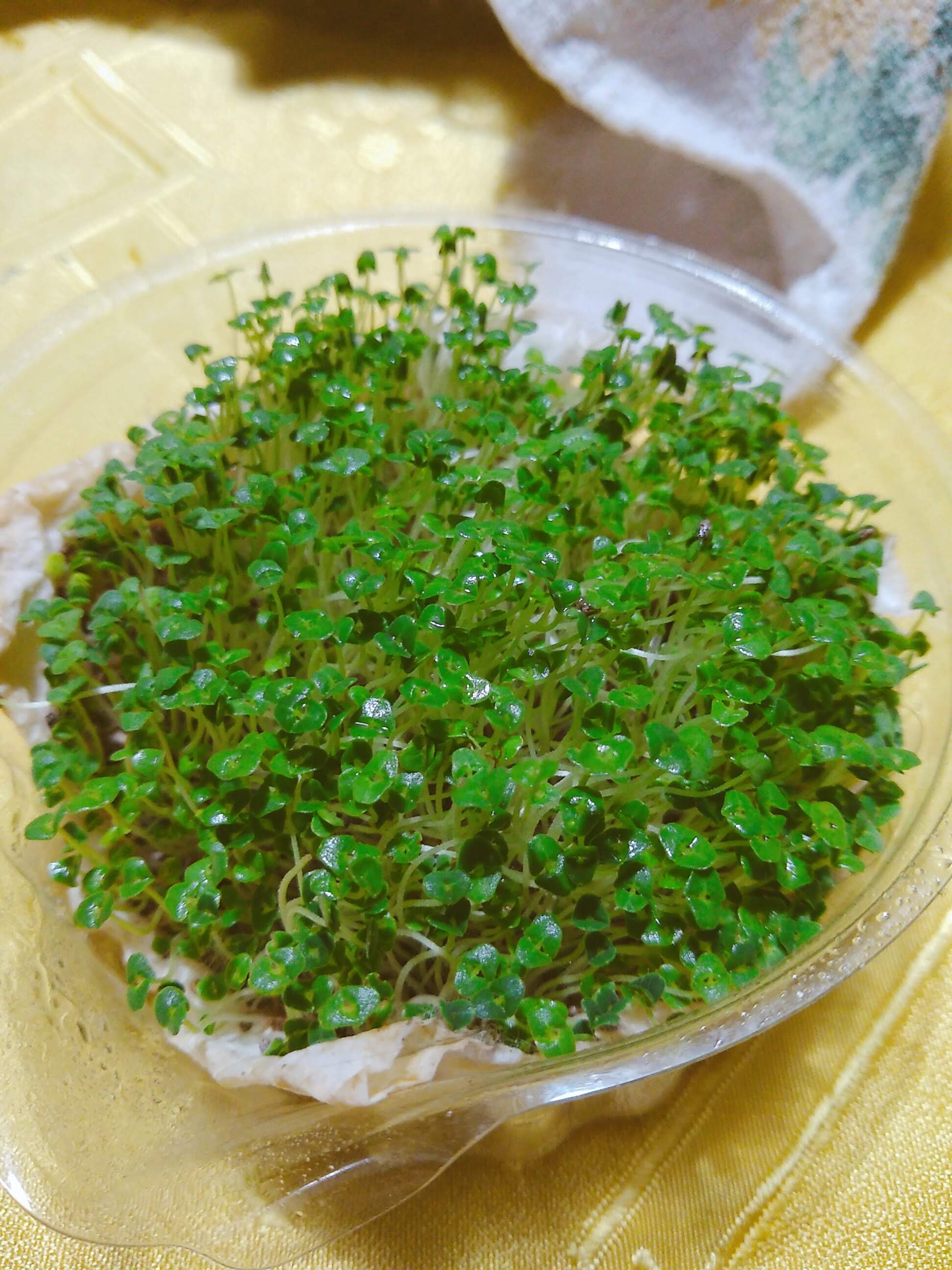 Brote o germinado de Semillas de chia