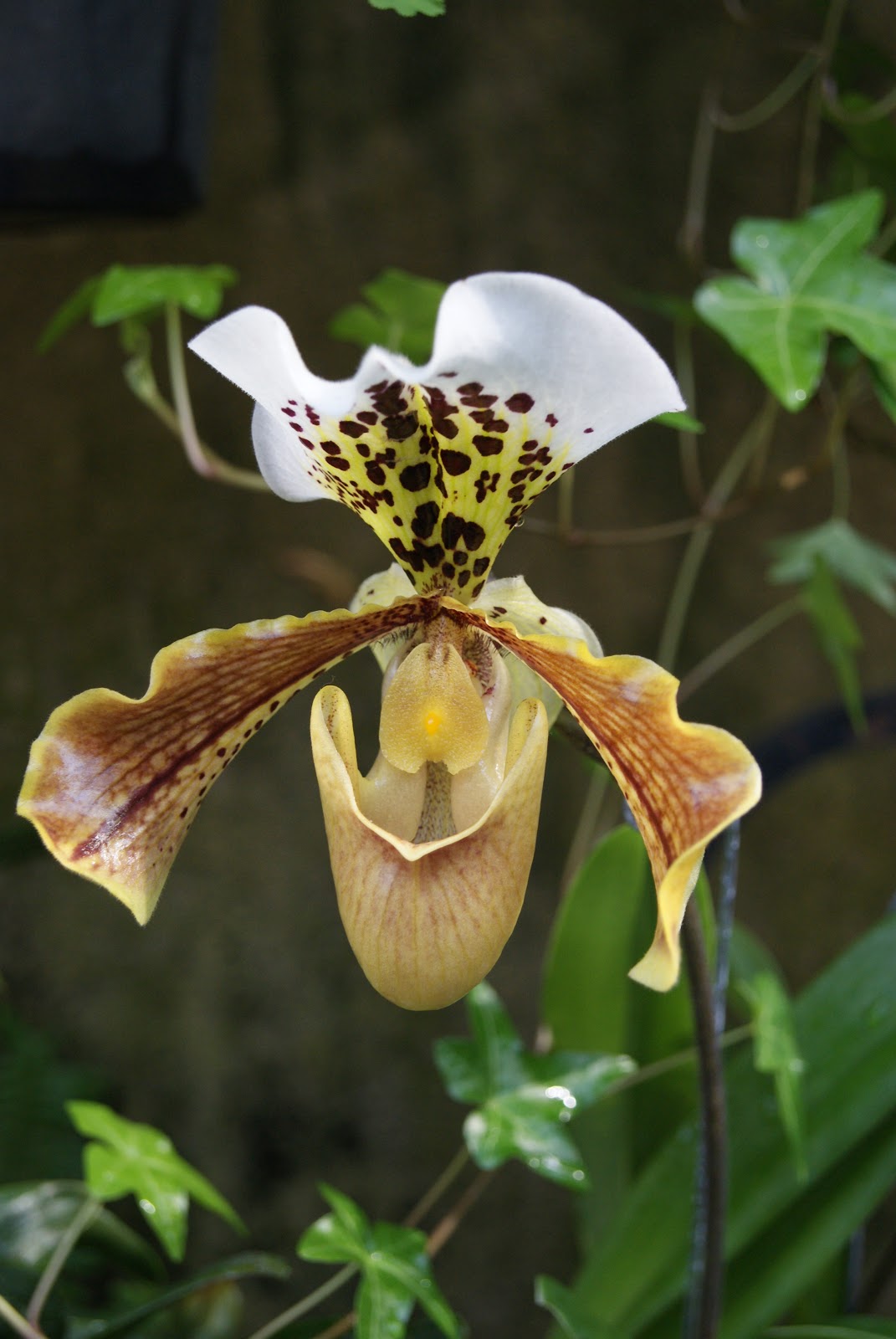 subjectiveday: The Jungle: Orchids and their velamen