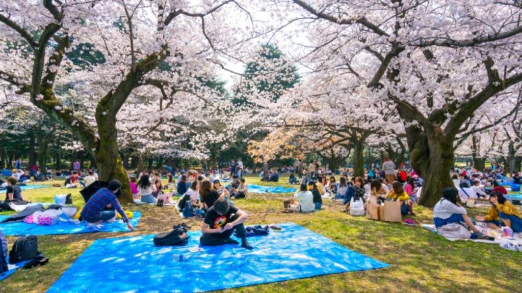 10 Spot Tempat Terbaik dan Populer untuk Melihat Bunga Sakura di Tokyo ...