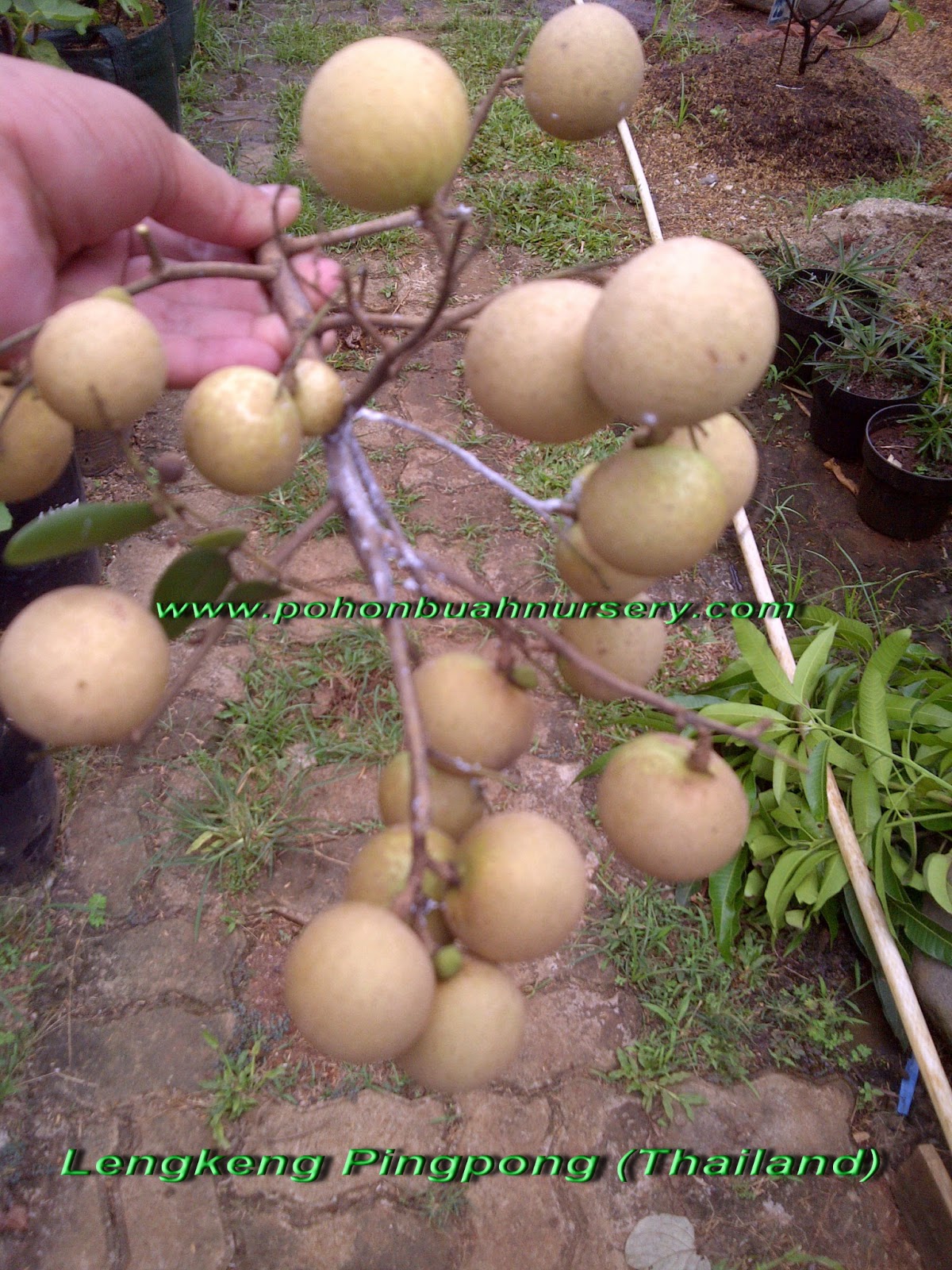 PBN: lengkeng Pingpong (thailand)