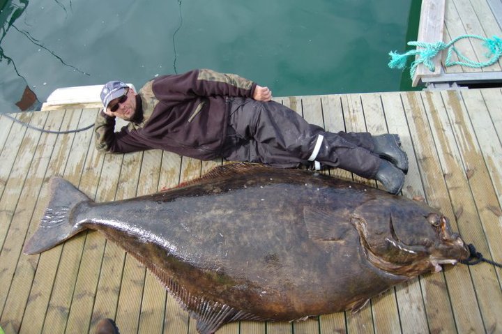 Wędkowanie w Norwegii: Halibut gigant