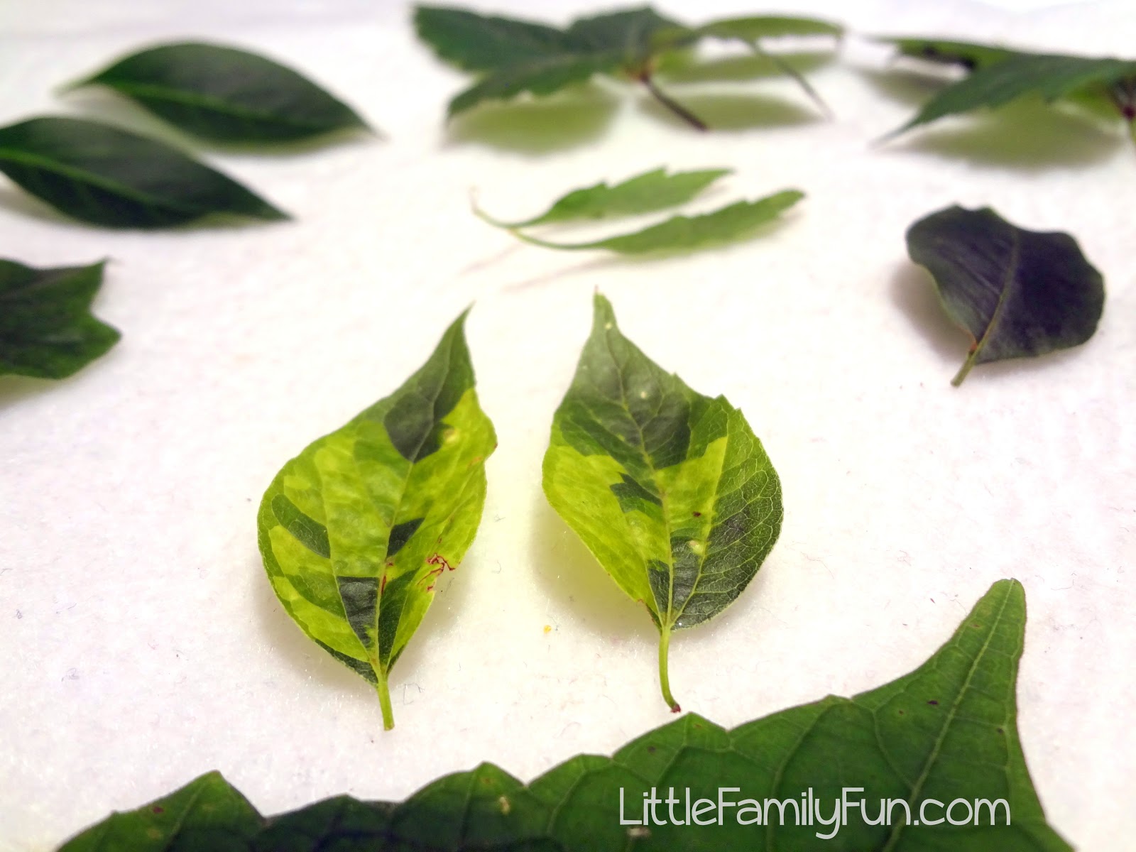 Little Family Fun: Leaf Matching Game