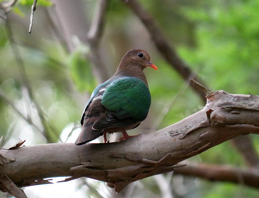 Birding - Tweed Heads - Australia: Tweed Bird List with Photos