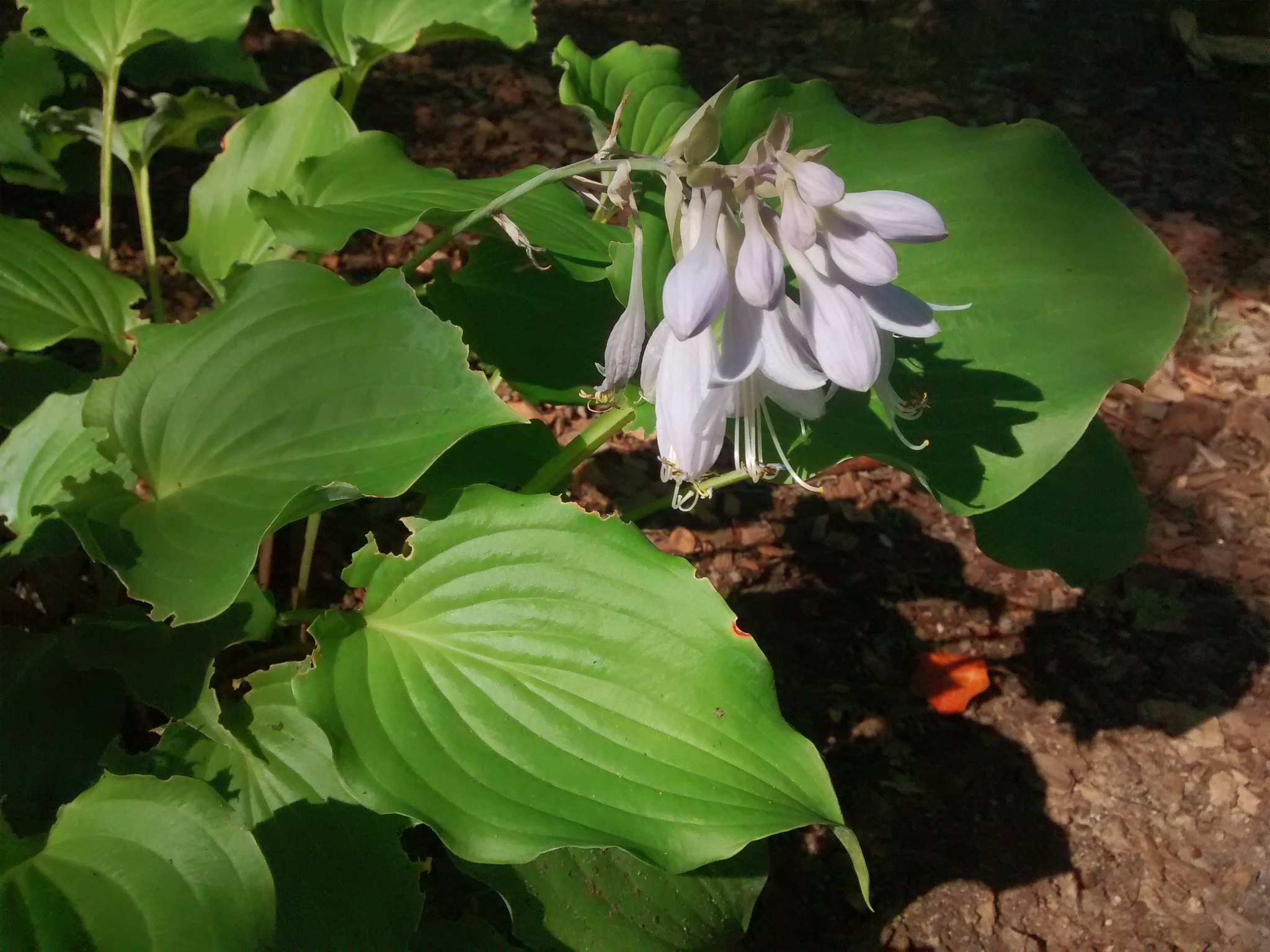 Hosta longipes - Rock Hosta care and culture | Travaldo's blog