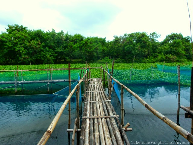 PINAKBET FARM - Lakwatserong Tsinelas
