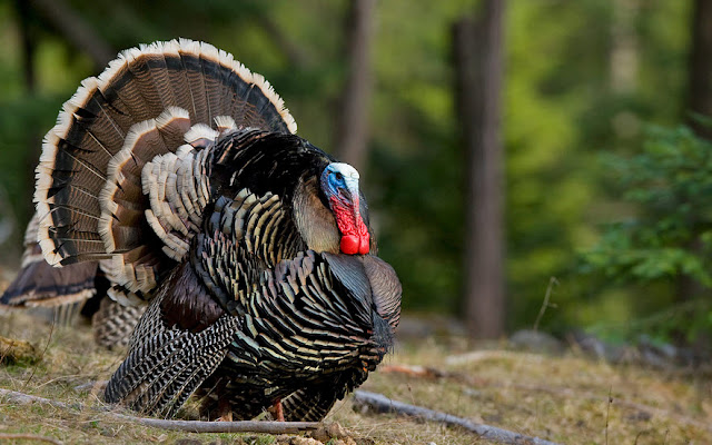 Wild Turkey | The Biggest Animals Kingdom