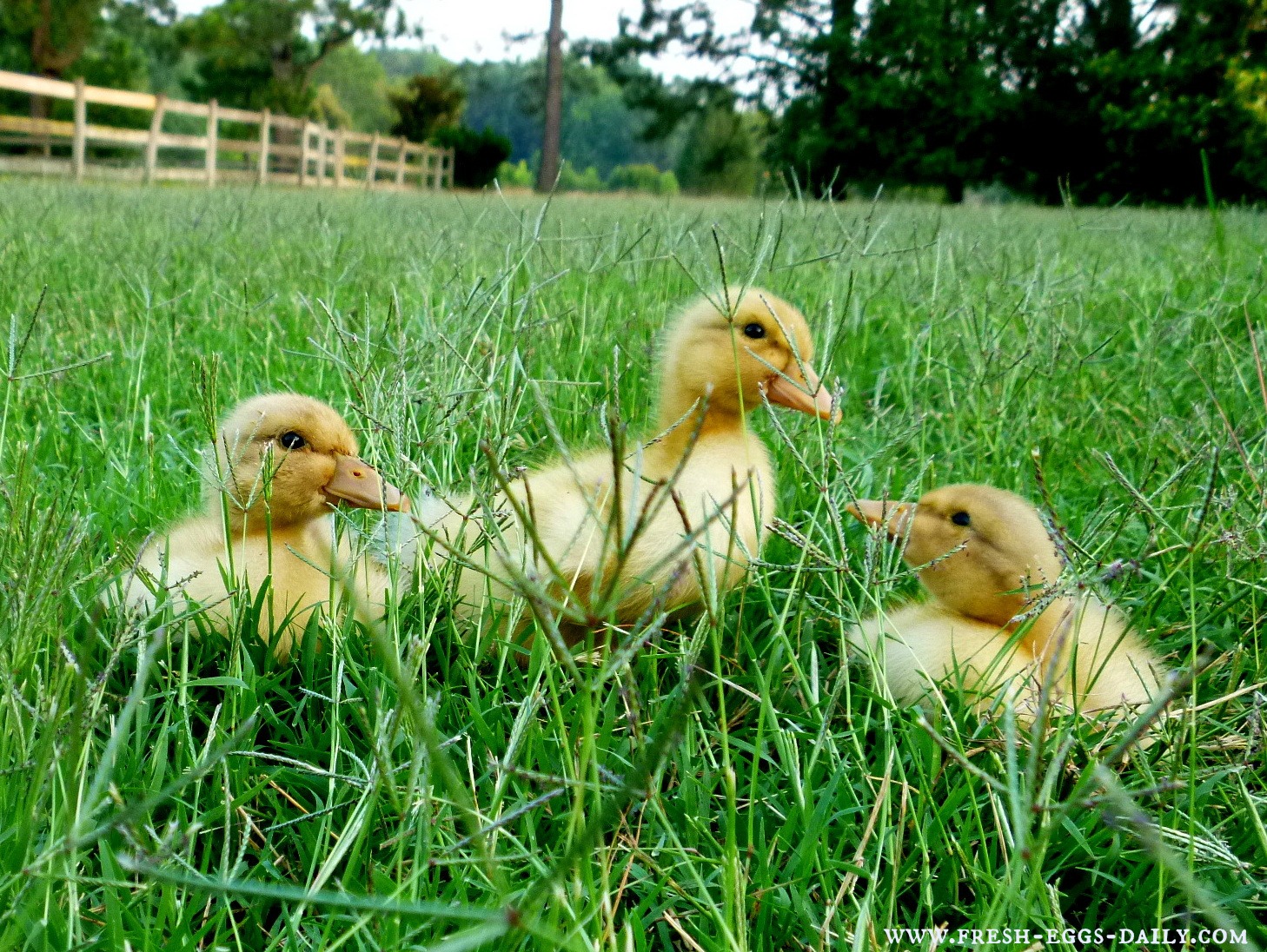 Beginners Guide to Raising Ducklings - Fresh Eggs Daily® with Lisa Steele