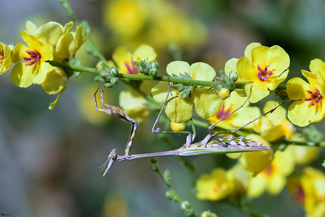 Objetivo: Naturaleza Viva: Mantis palo o empusa (Empusa pennata)