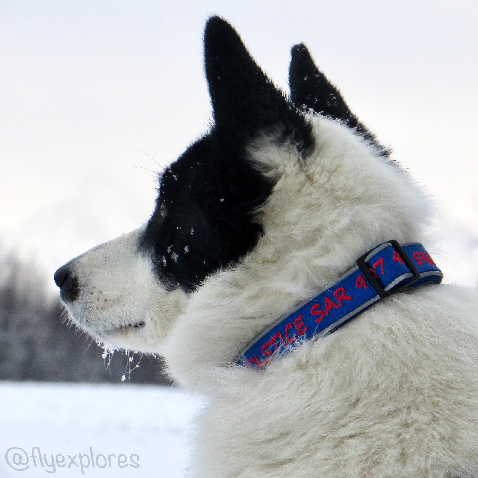 Fly Explores: Fly and Rex: In the Pink