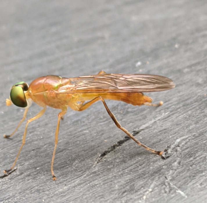 Insect Pest Management Program: New appreciation for the buzz about pests