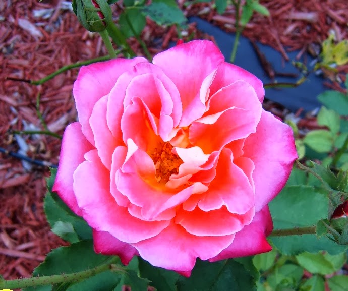 Alabama Rose and Flower Garden from a Non-Green Thumb: Rose of the Week ...