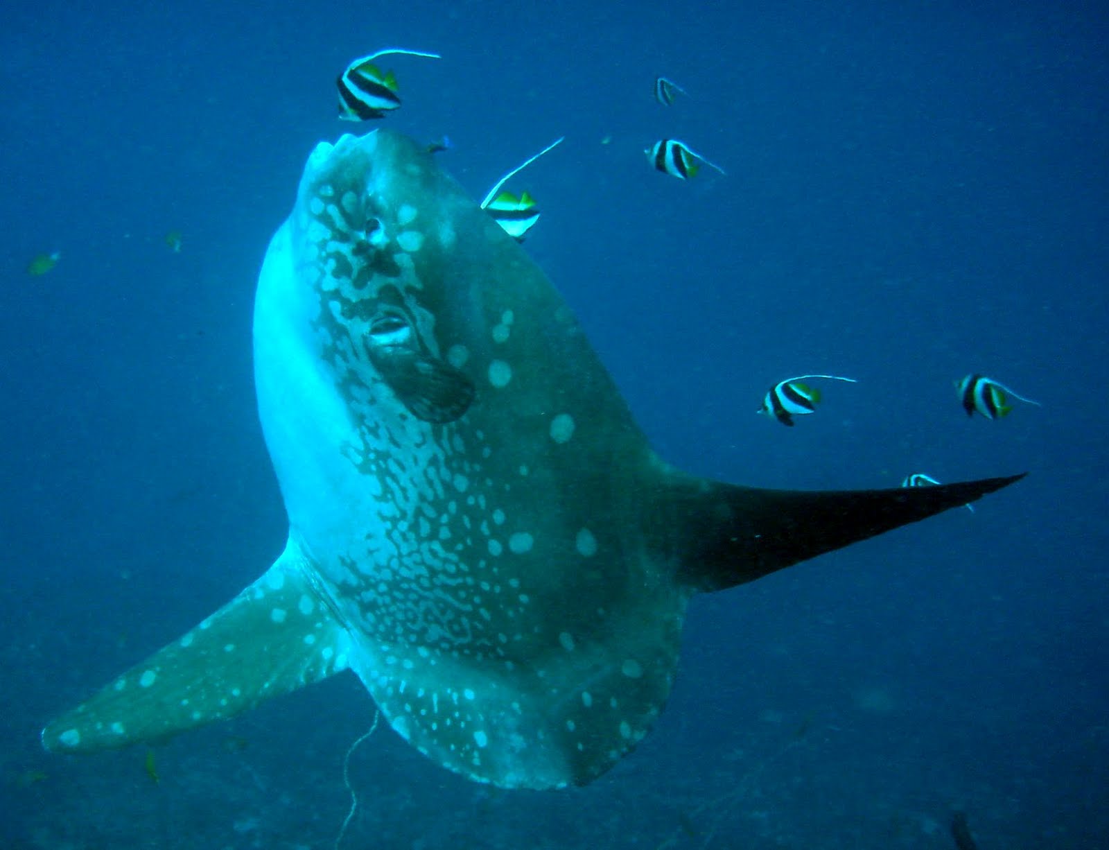 AMED SCUBA BALI DIVING CENTER # FOR THE LOVE OF DIVING: Mondfisch ...