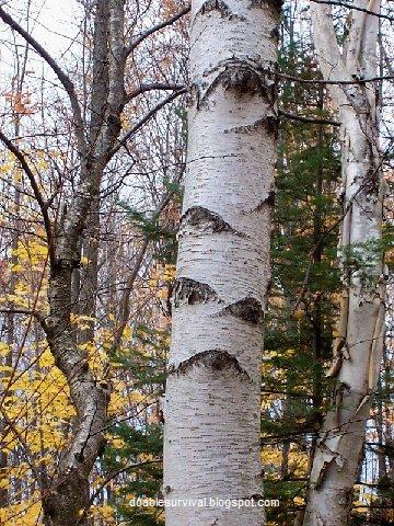 Survival and Preparedness on a Budget: Edible Birch, Chaga