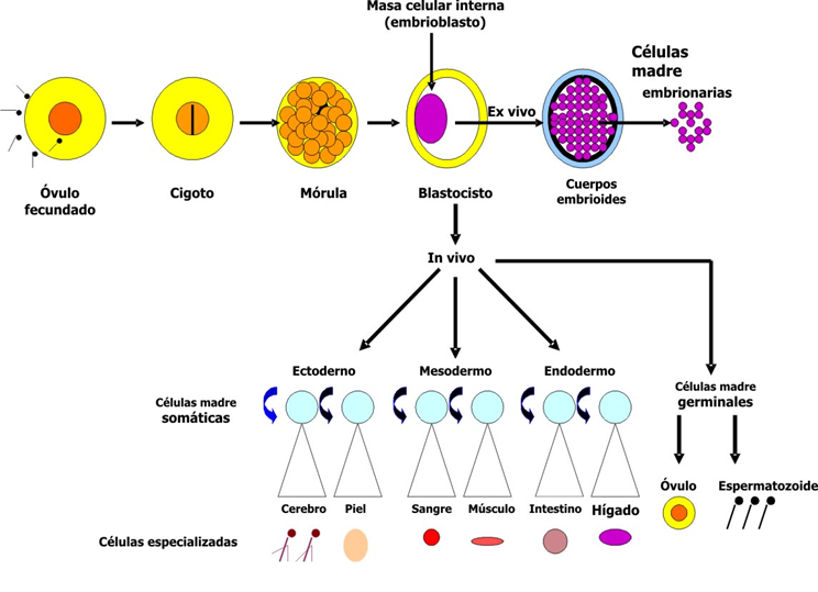 Ciencia Interesante: Las Capas Embrionarias o Germinales