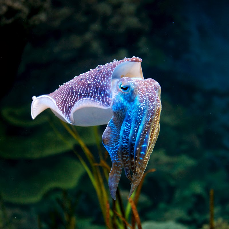 Experience Marine Life in a Big Fish Tank - Jefz Lim Photography Blog