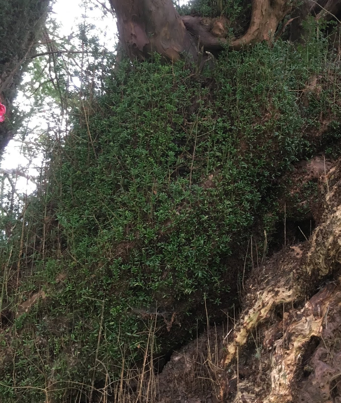 The History Girls: The Defynnog Yew, a remarkable tree! by Katherine ...