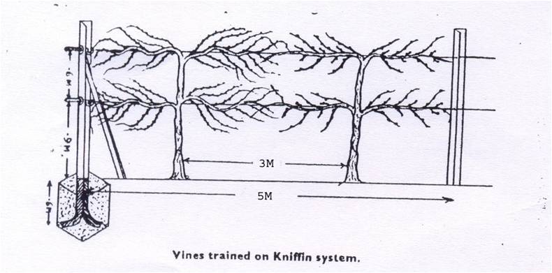 .: Grapes Training & Pruning