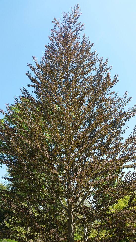 Future Plants by Randy Stewart: Katsura Tree