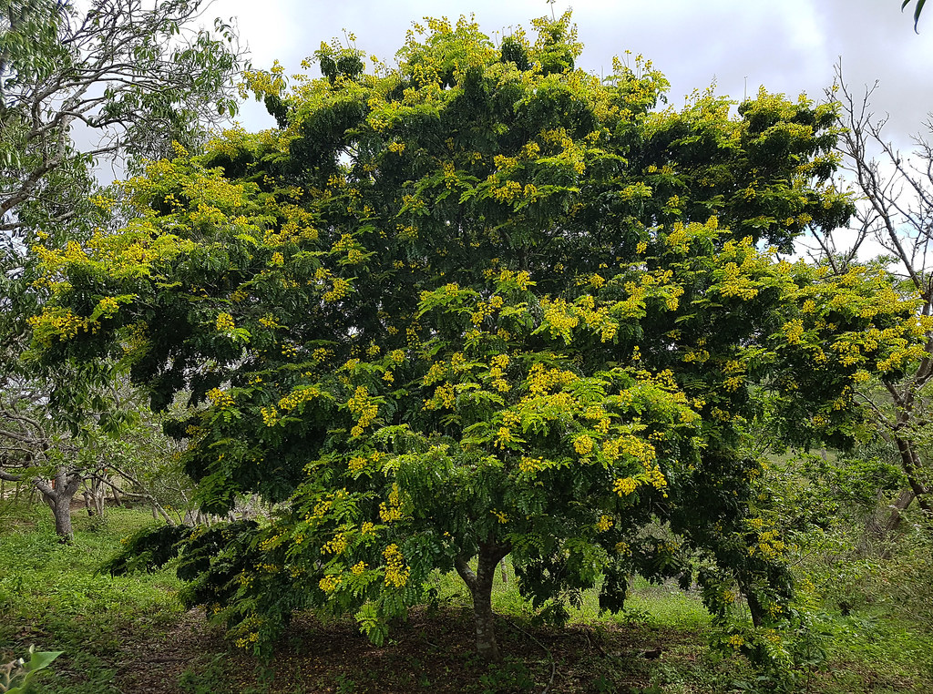 Pau-Brasil (Caesalpinia echinata)