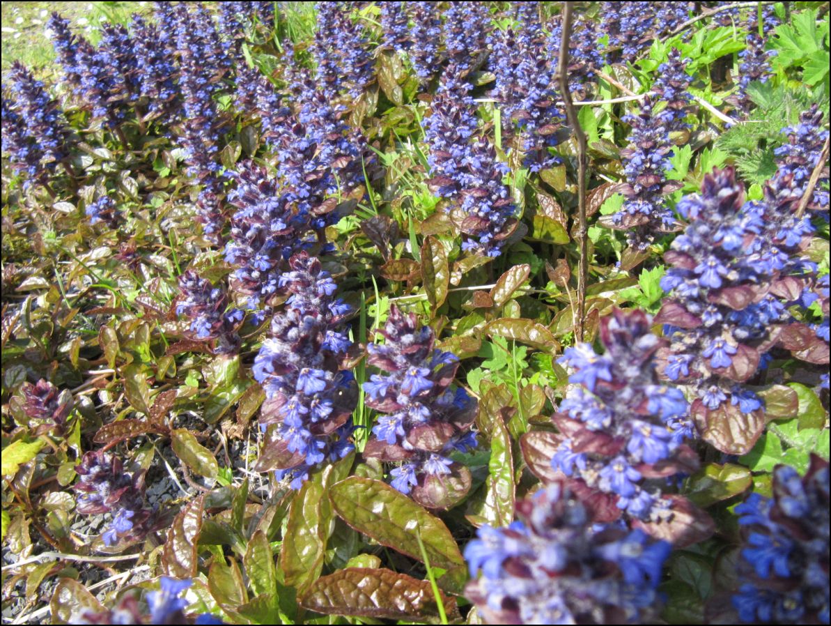 Islay Natural History Trust: Bugle (Ajuga reptans)