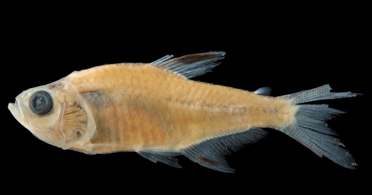 Species New to Science: [Ichthyology • 2019] Pristella ariporo • A New ...