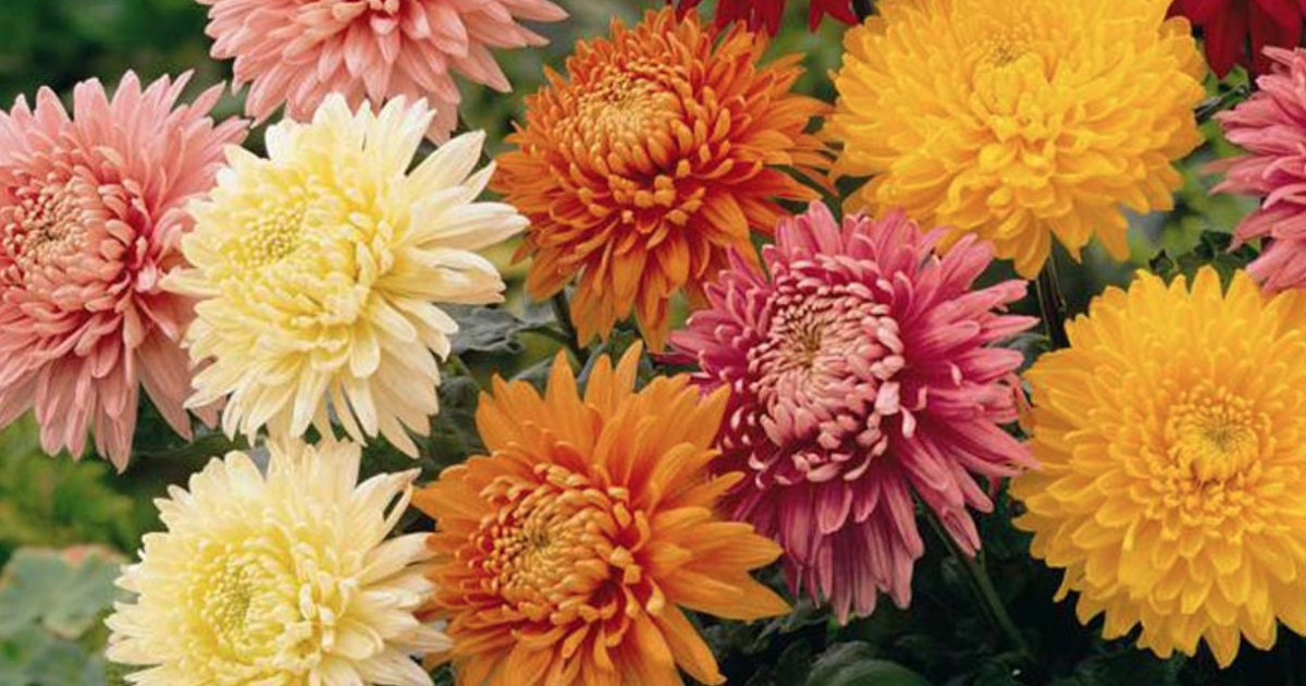 Las curiosidades de Sesa : Los Crisantemos