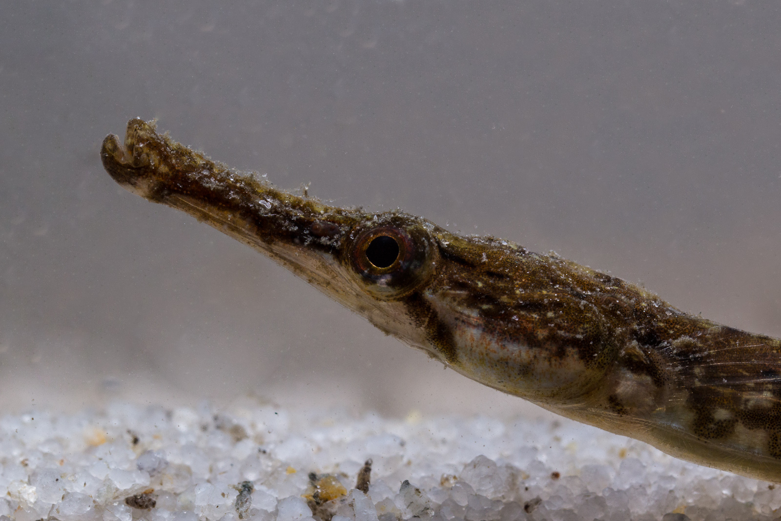 Real Monstrosities: Pipefish