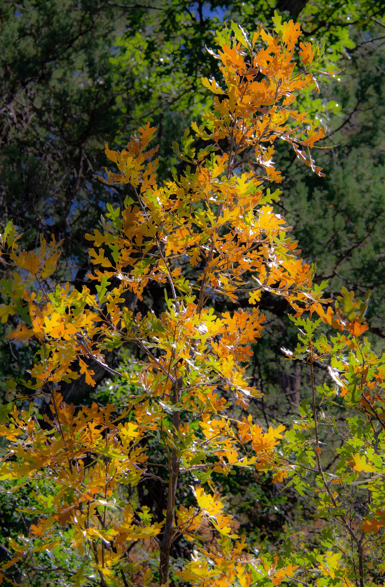 Simplicity Itself Photography: Fall Leaves In Prescott Arizona