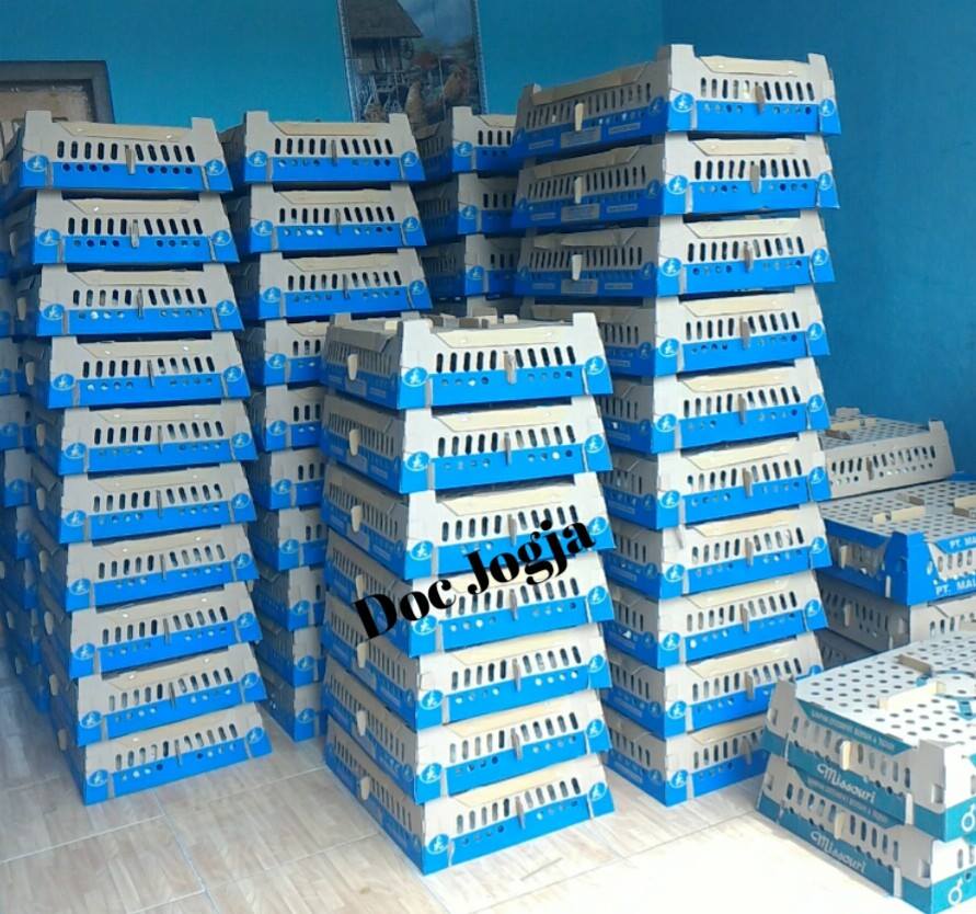 Haraga Doc Broiler dan Pejantan Murah | Distributor DOC Ayam Broiler