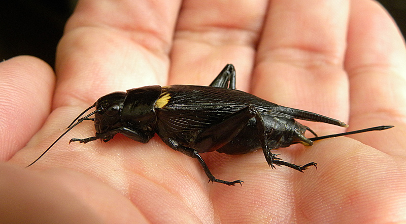 HUESCA Y LA SIERRA DE GUARA: GRÍLLIDO Gryllus Carl von Linné, 1758 ...