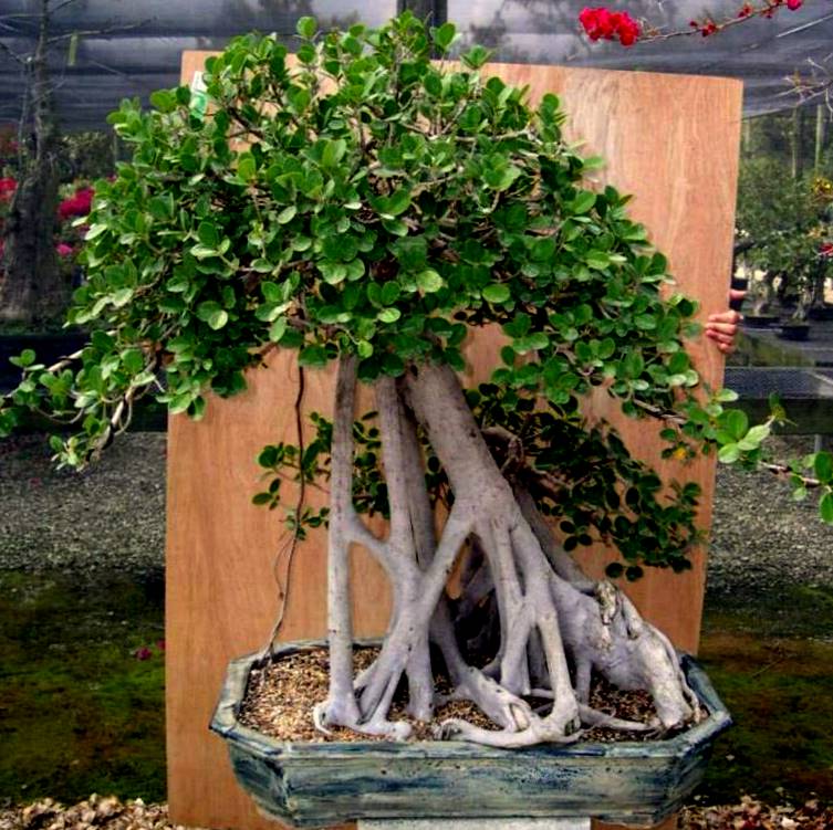 Te Yang Bonsai: NEAGARI – Raízes expostas