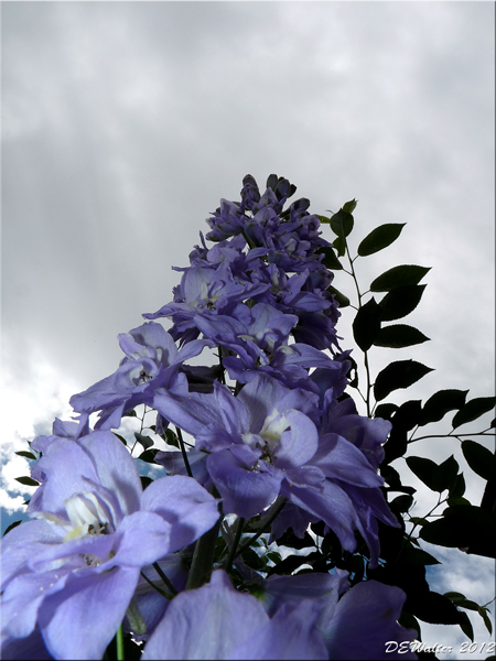 The Home Bug Garden: Deluges & Devil's Darning Needles