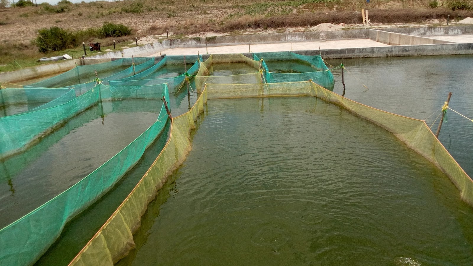 Aqua-business con: Rearing of fish in Hapa