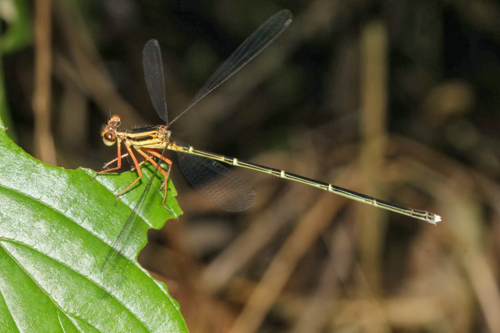 Dragonflies and damselflies of Vietnam: Copera marginipes and ...
