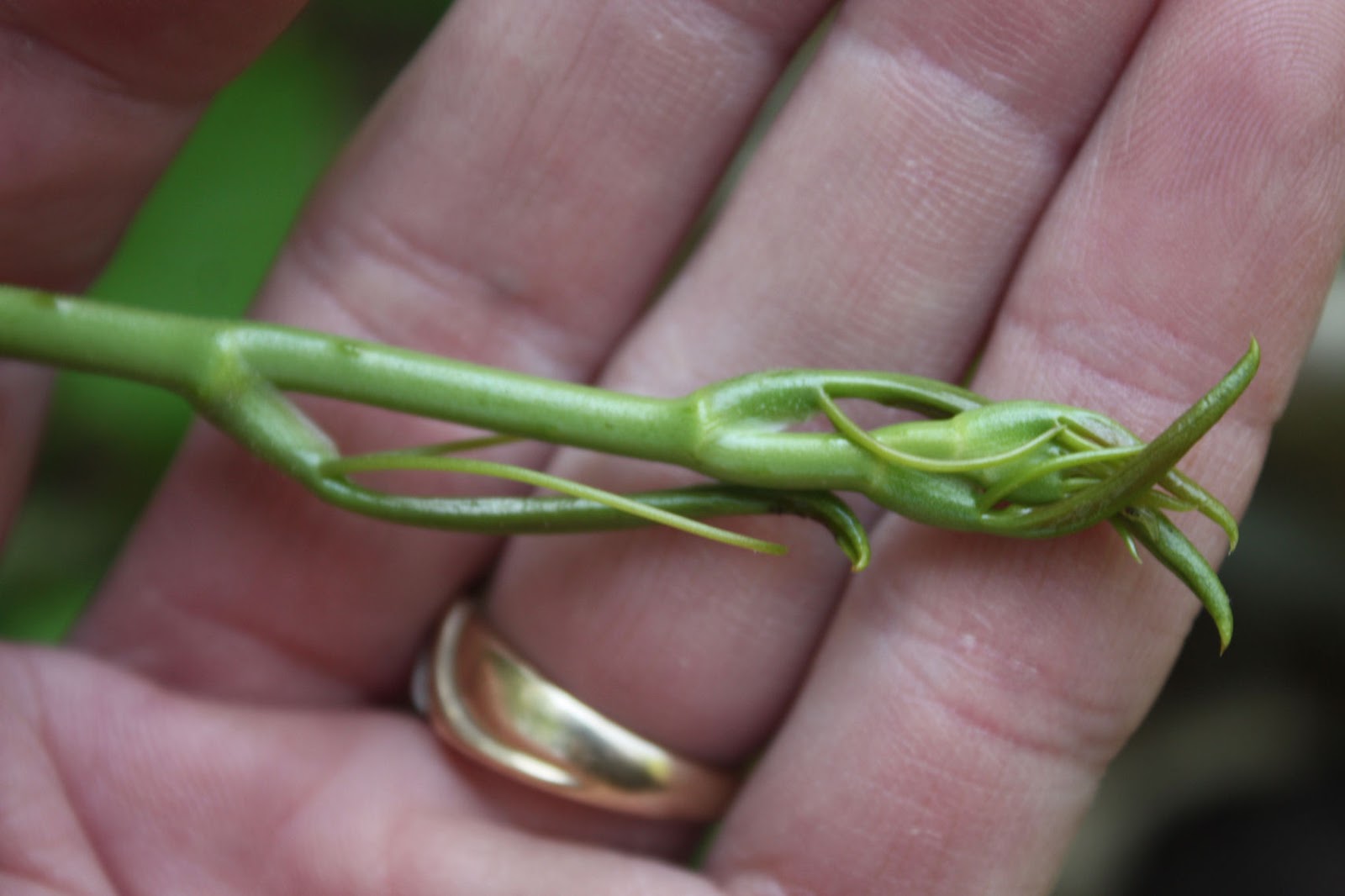 The Dewberry Blog: Smilax and the Greenbrier Family, Perennial Vine/Shrub