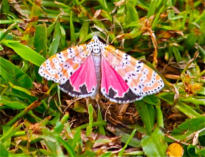 Bella Moth | Phillip's Natural World