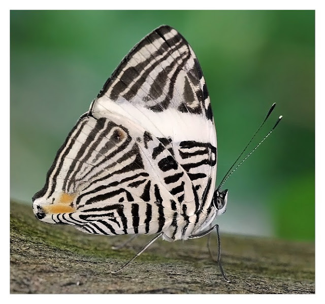 Borboletário: Como criar a Zebrinha,Colobura dirce