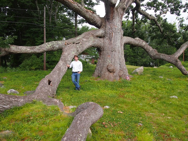 OTIS (Odd Things I've Seen): Odd Trees I’ve Seen: The Granby Oak and ...