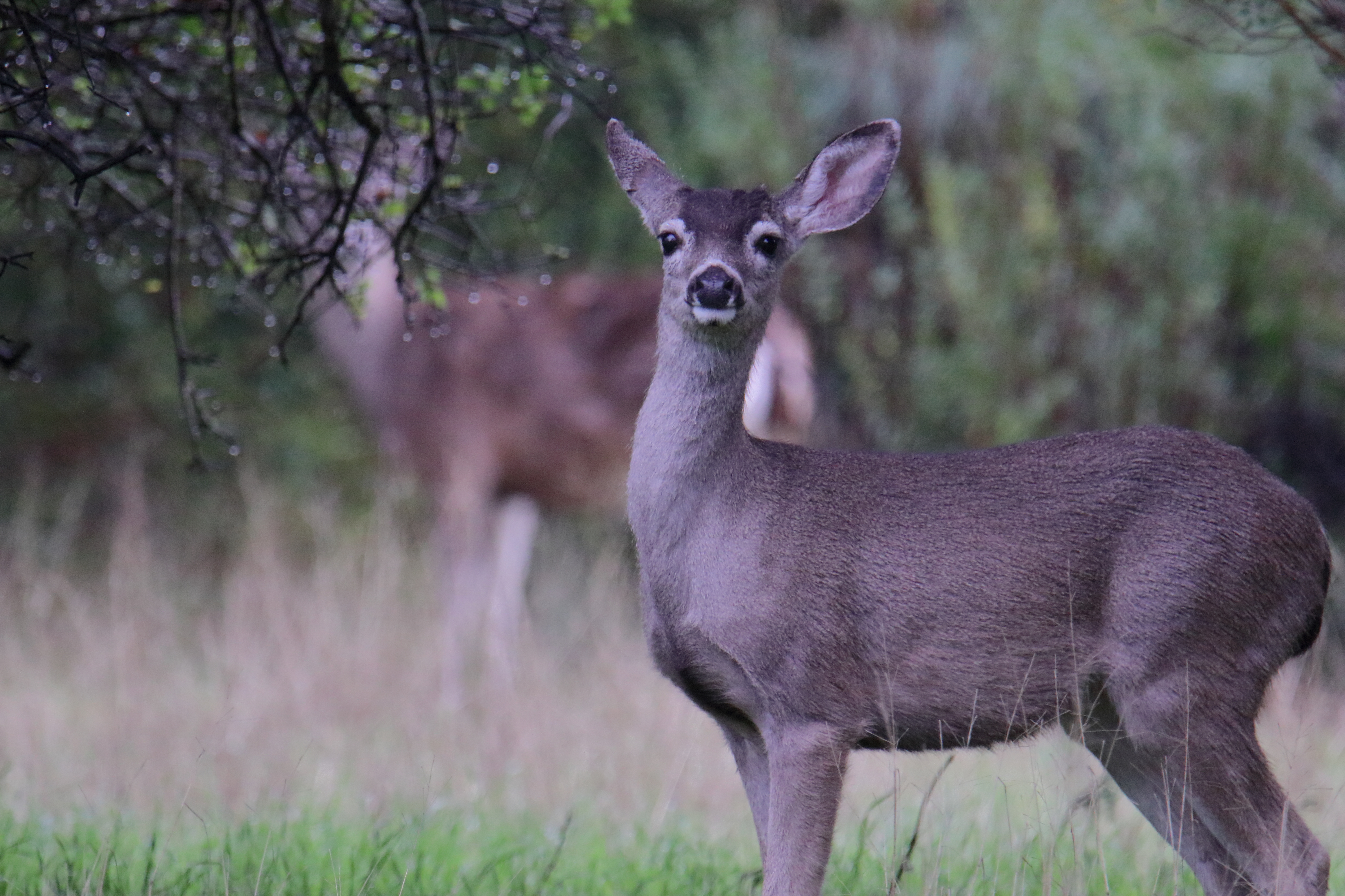 Pinnacles National Parks