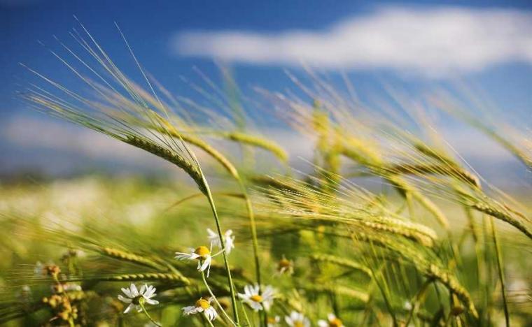 Apa Fungsi Angin bagi Kehidupan? | Belajar Sampai Mati