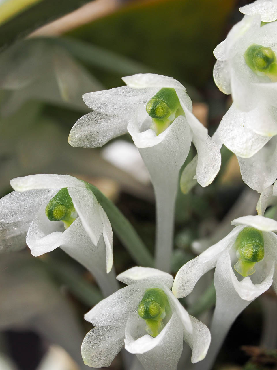 Diaphananthe millarii