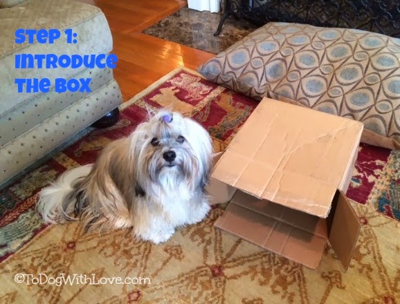 To Dog With Love: Box Games for Dogs: Go Hide!