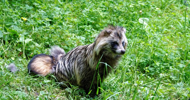Raccoon Dog Facts and Information - ListAnimals