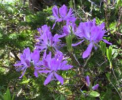 Poets United: Classic Poetry - "The Rhodora" by Ralph Waldo Emerson