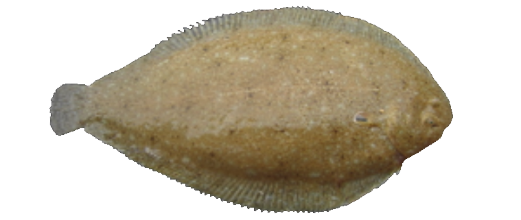 El Cuinareta: Peixos